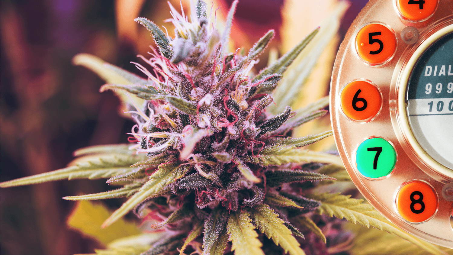 The 7 Levels Of High – HempElf.com