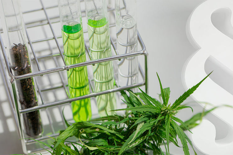 What Are Terpenes & Are They UK Legal? - HempElf.com